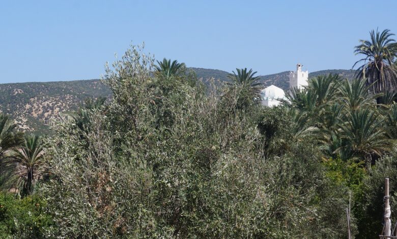 La vallée du Paradis à visiter depuis Essaouira - VIVRE ESSAOUIRA